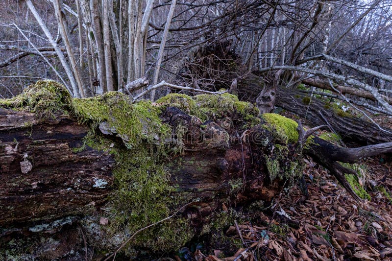 Mossy Log: Forest Ground Texture and Sunlight Stock Image - Image of ...