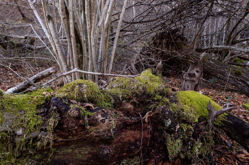 Mossy Log: Forest Ground Texture and Sunlight Stock Image - Image of ...