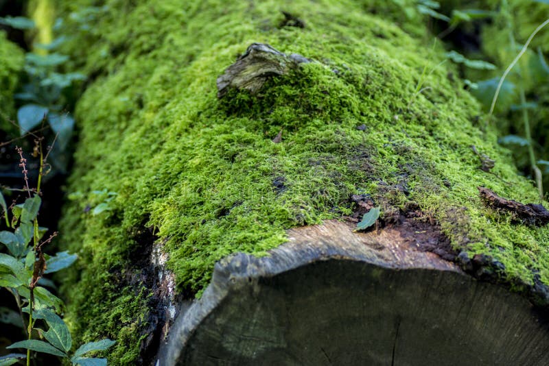Mossy Log Stock Photos - Download 2,300 Royalty Free Photos