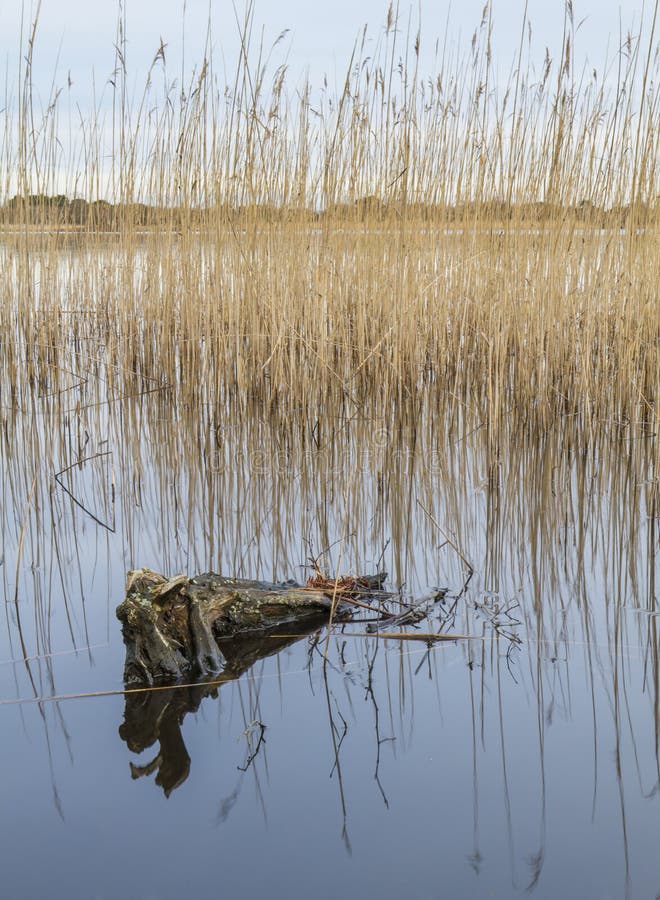 Mossy Log Lake Reed Reflections Stock Photos - Free & Royalty-Free ...