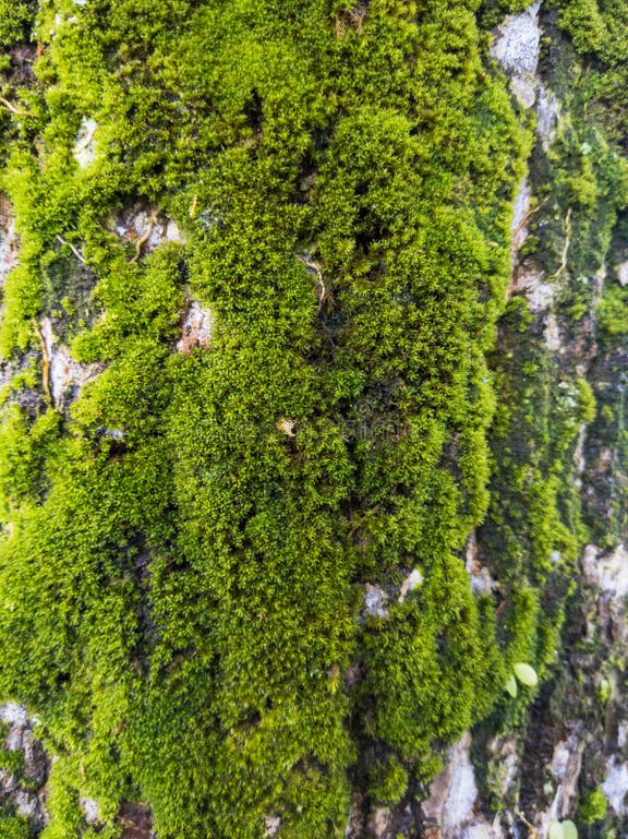 Mossy mango tree texture stock photo. Image of hardwood - 282779660