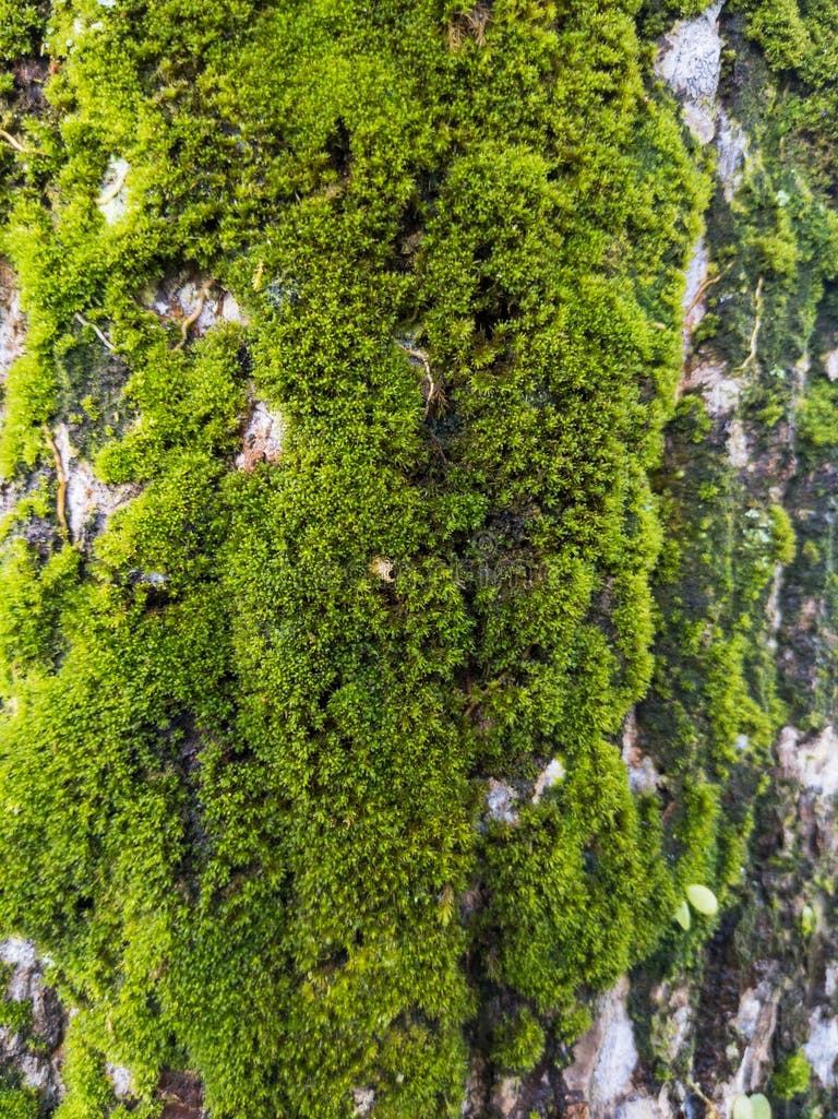 Mossy Mango Tree Texture Stock Photos - Free & Royalty-Free Stock ...