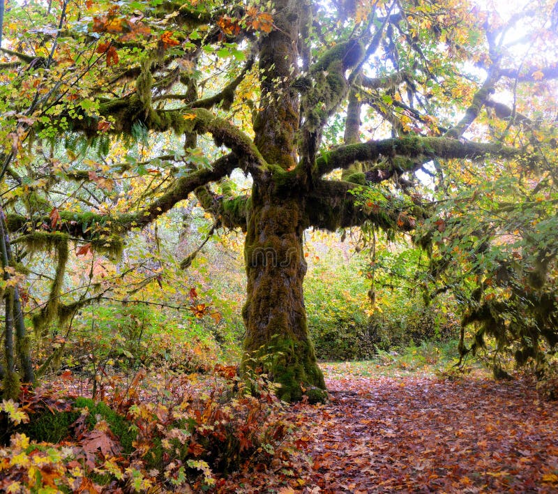 Mossy Maple stock image. Image of colors, national, maple - 99544013