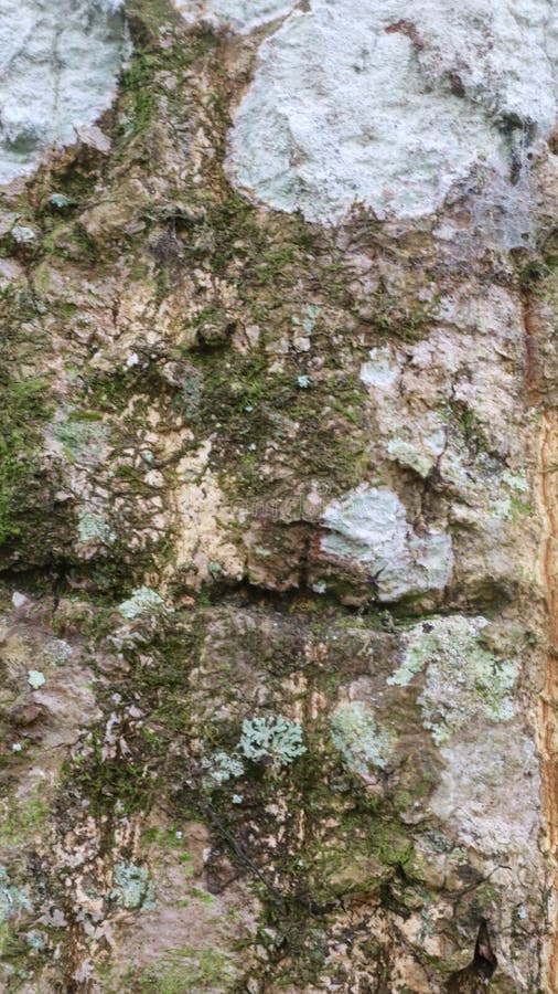 119 Moldy Lumber Stock Photos - Free & Royalty-Free Stock Photos from ...