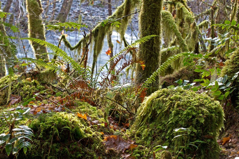 Mossy Mystical Forest Scene Stock Image - Image of shade, plants: 23367611