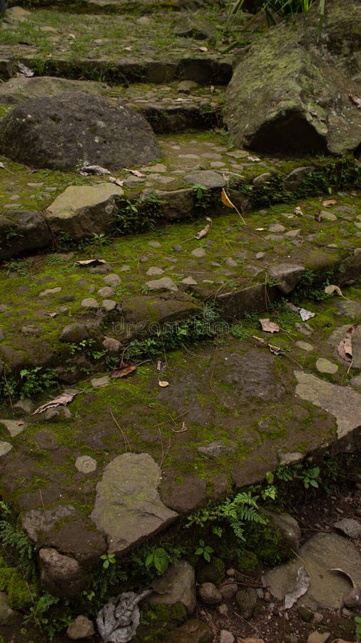 Mossy Natural Stone Steps – Rustic Pathway Design Stock Image - Image ...