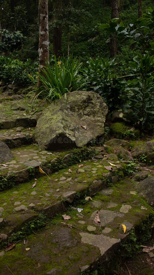 Mossy Natural Stone Steps – Rustic Pathway Design Stock Photo - Image ...