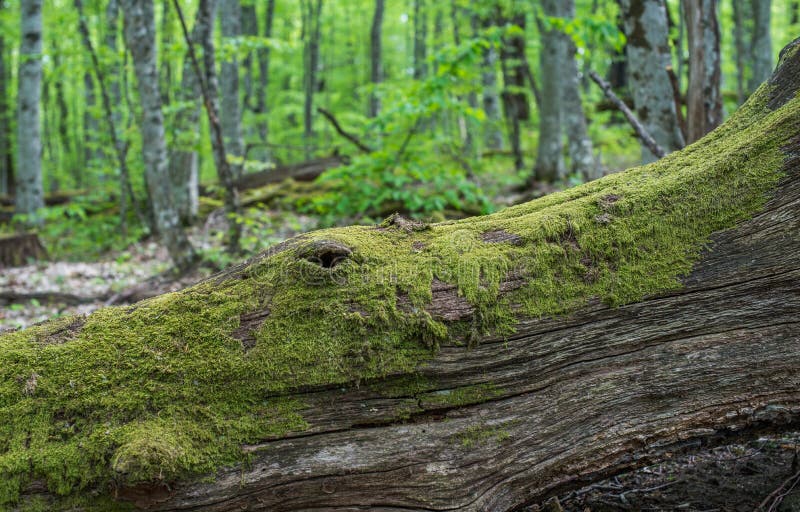 Mossy Log Stock Photos - Download 2,300 Royalty Free Photos