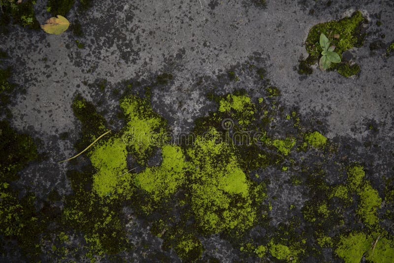 Mossy Stone Surface Background Stock Photo - Image of surface, abstract ...