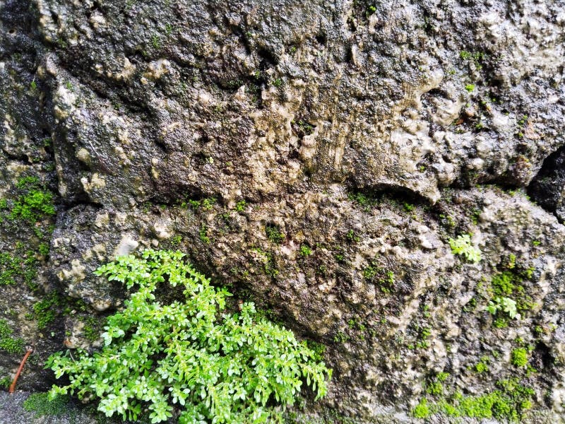 Mossy and Overgrown Walls with Greenery. Stock Image - Image of ...