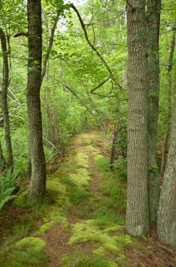 Mossy Path stock image. Image of damp, woods, path, spring - 117906203
