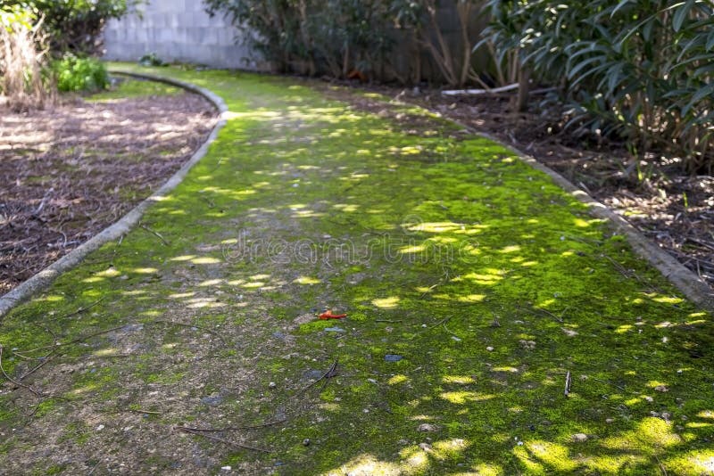 Mossy path in the park stock image. Image of moss, leaves - 242391543
