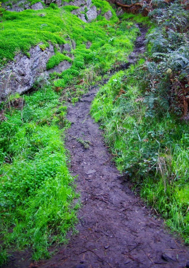 Mossy Path stock photo. Image of wander, peninsula, adelaide - 91703142