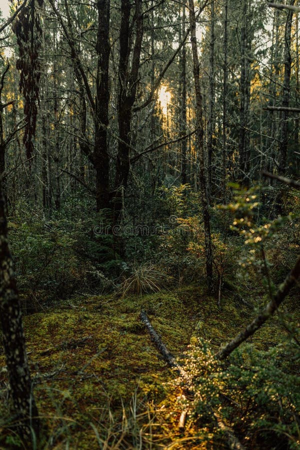 Mossy Path Woods Sunlight Streaming Trees Stock Photos - Free & Royalty ...