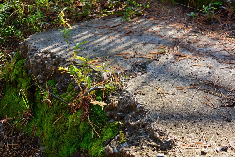 Mossy a Piece of Stone Slab and Sunlight, Stock Image - Image of ...