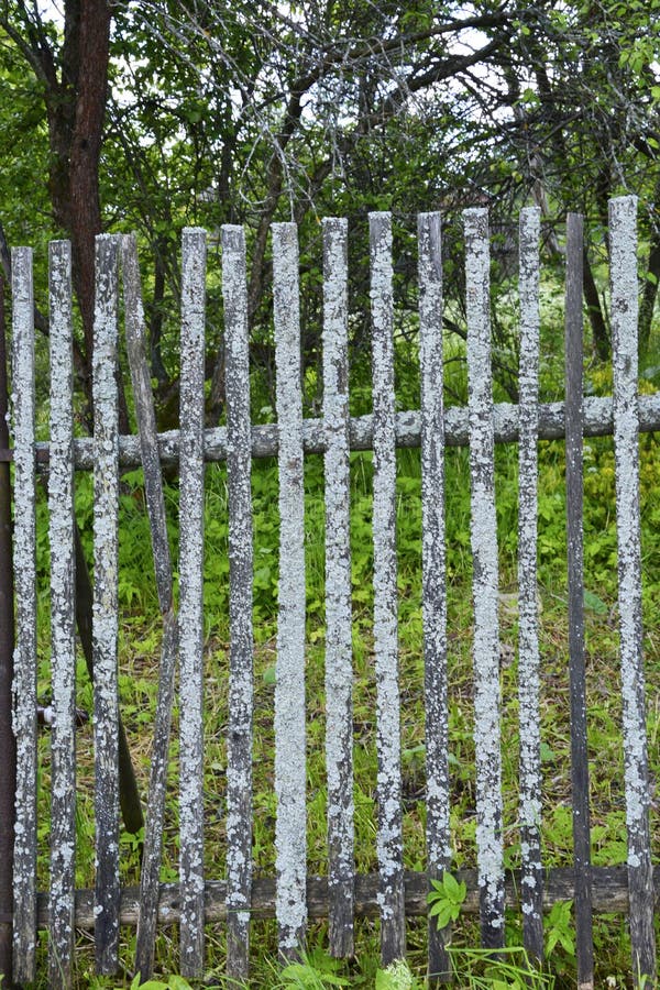 Mossy Plank Fence Gemaakt Van Houten Balken. Oud Hek in Het Dorp Bij ... Mossy Plank Fence Gemaakt Van Houten Balken. Oud Hek in Het Dorp Bij ...