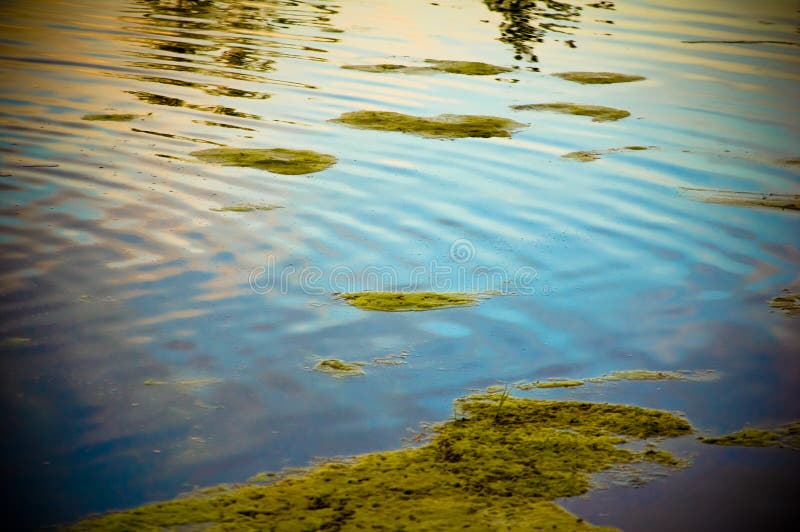 Mossy Pond Surface stock photo. Image of pond, green, lake - 5311620