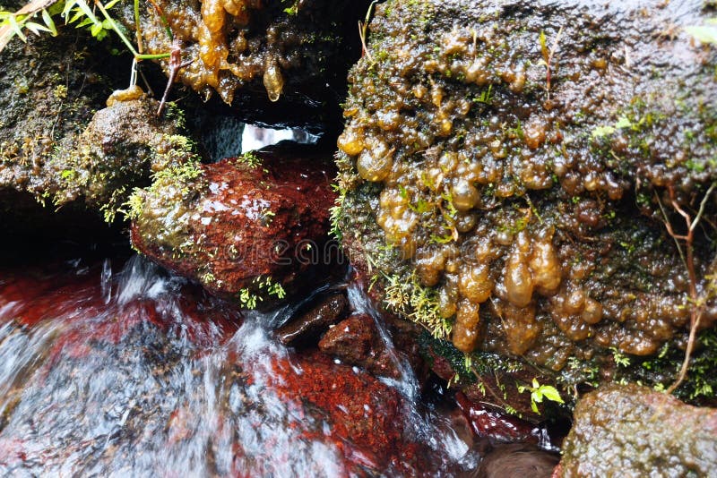 Mossy River Rocks. Smooth Mossy Rock Stock Photo - Image of smooth ...