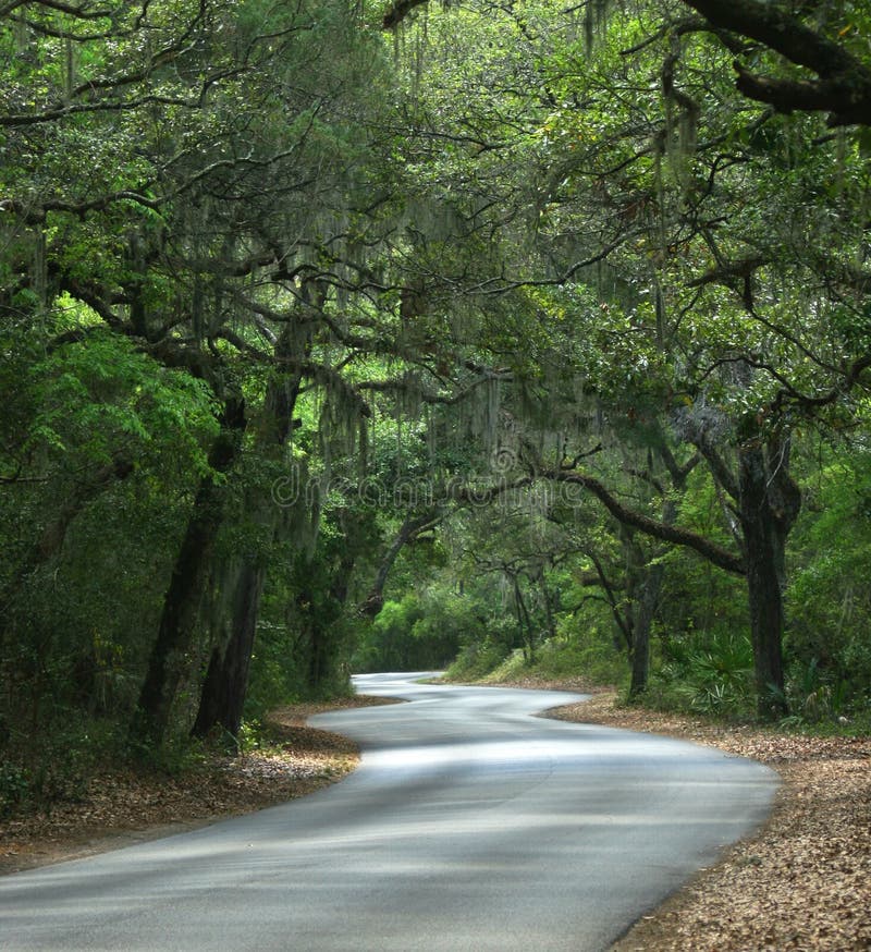 Mossy Road stock photo. Image of spanish, road, forever - 2921846