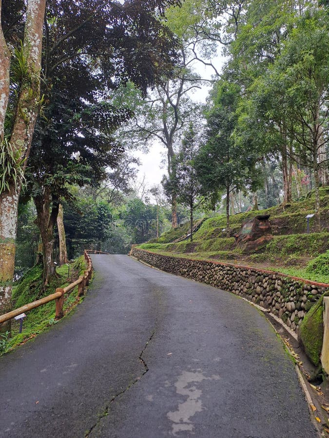 Mossy road with big trees stock image. Image of waterway - 266977741