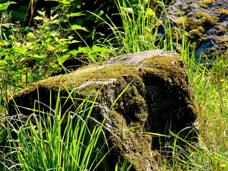 Mossy Rock stock image. Image of nature, stones, moss - 3401919