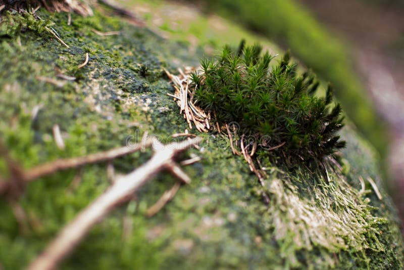 Mossy Rock stock image. Image of rock, nature, bottom - 37963407