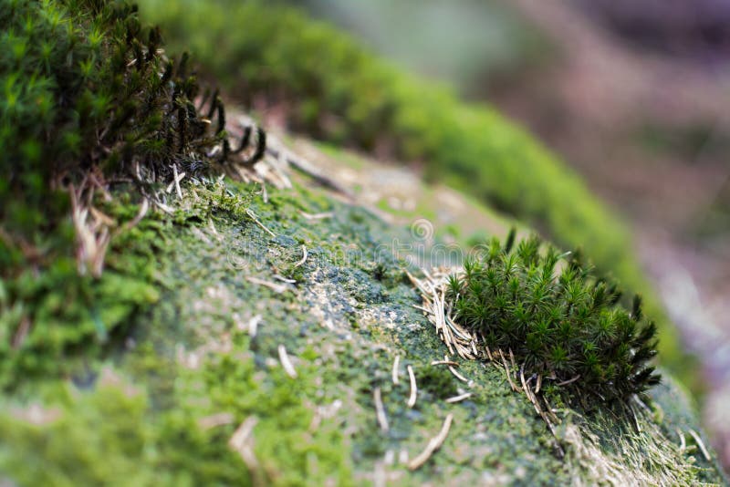Mossy Rock stock image. Image of harz, mossy, europe - 37963415