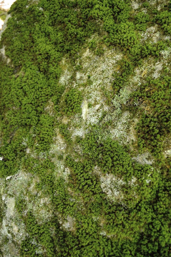 Mossy rock background stock image. Image of cover, environment - 58139777