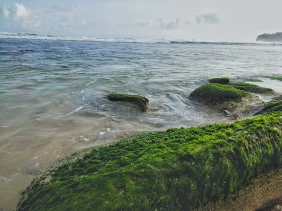 Mossy rock on the beach stock image. Image of beach - 258061149