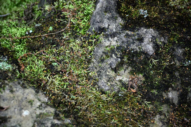 Mossy rock stock photo. Image of rock, stone, forest - 93482368