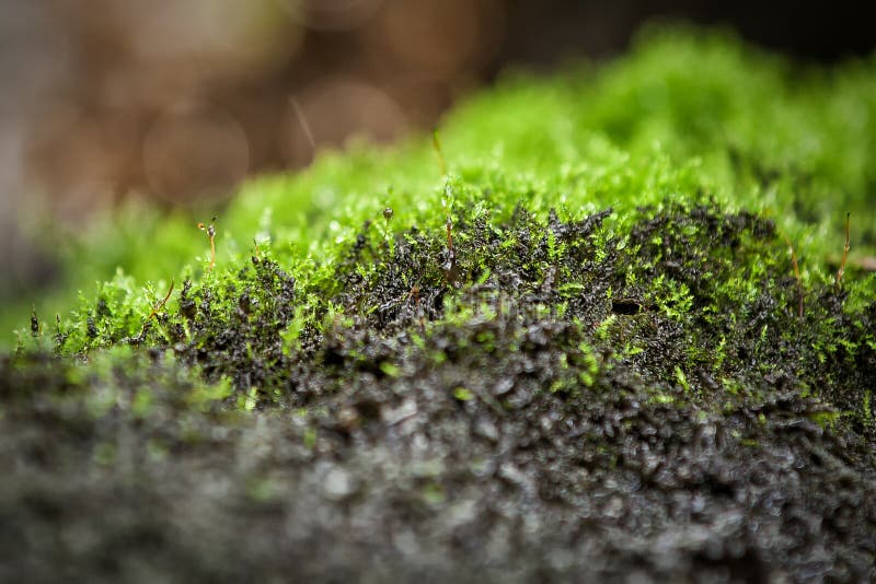 Mossy Rock stock photo. Image of stream, rock, shore - 30824292
