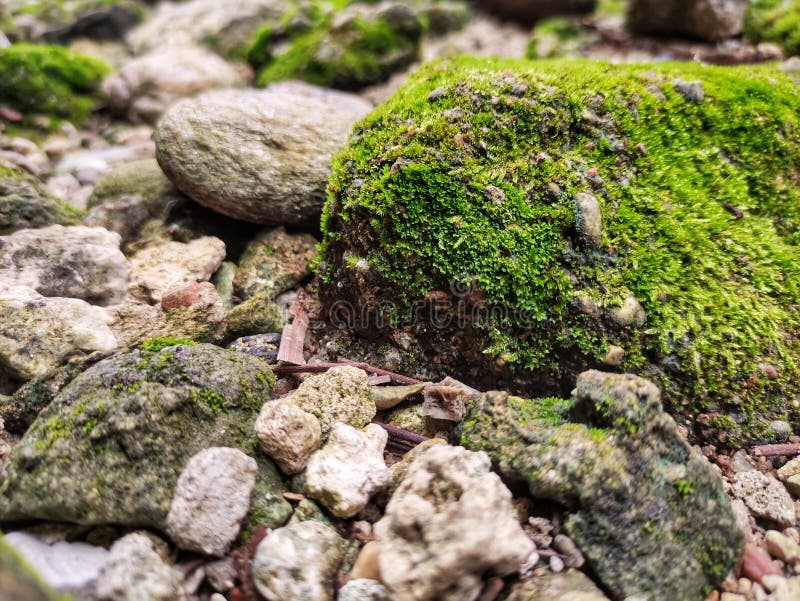 A Mossy Rock on the Groundï¿¼ Stock Photo - Image of stream, green ...