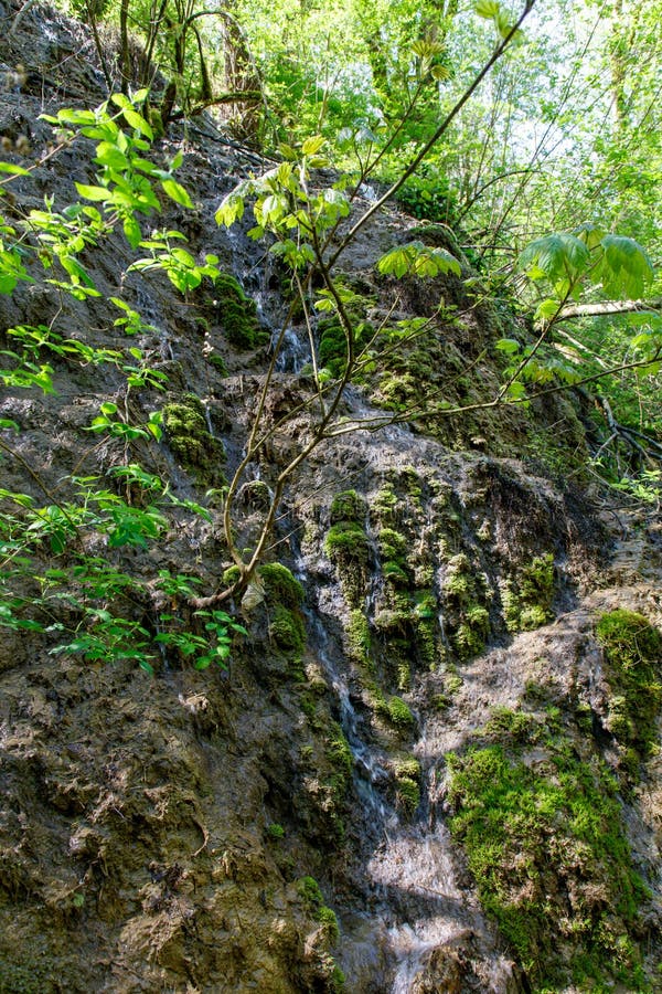 1,035 Tree Growing Out Rock Stock Photos - Free & Royalty-Free Stock ...