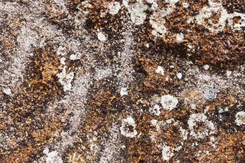Mossy rock texture stock photo. Image of seamless, design - 36185740