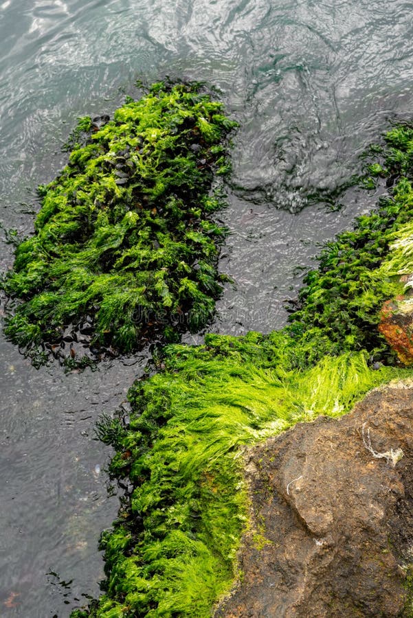 Mossy Rock Texture in the Sea with Green Water Stock Photo - Image of ...