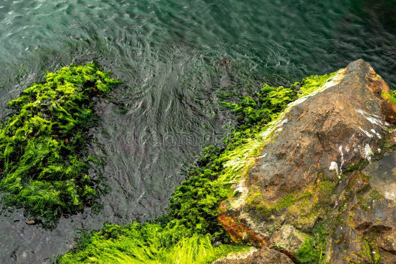 Mossy Rock Texture in the Sea with Green Water Stock Photo - Image of ...