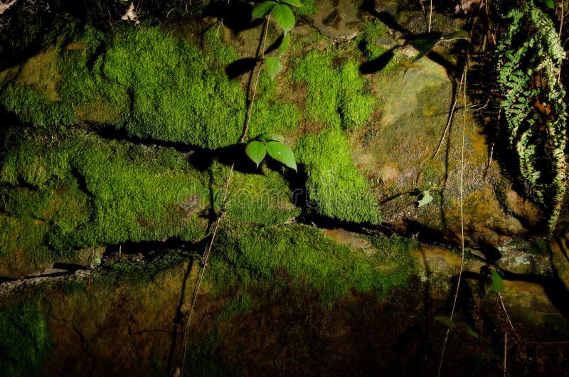 Mossy rock texture stock photo. Image of field, moss - 39846458