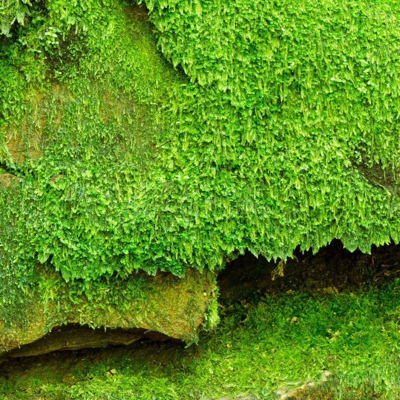 Mossy rock stock image. Image of leaf, mold, fresh, moss - 45174793