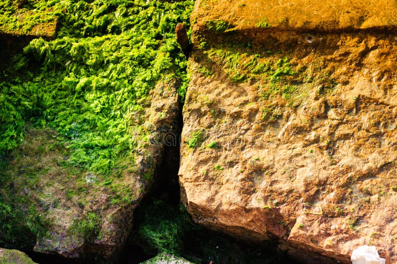 Mossy Rock stream stock photo. Image of lush, foliage - 24718830