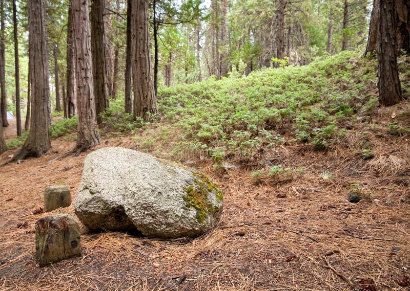 Mossy Rock in the Woods stock photo. Image of damp, concept - 15356782