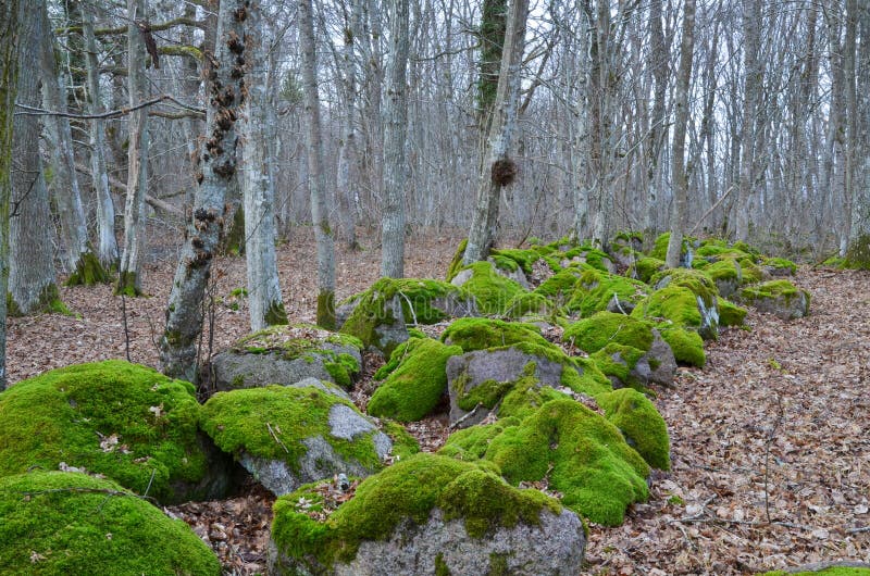 Mossy rocks stock image. Image of seasonal, scenery, trees - 37994239