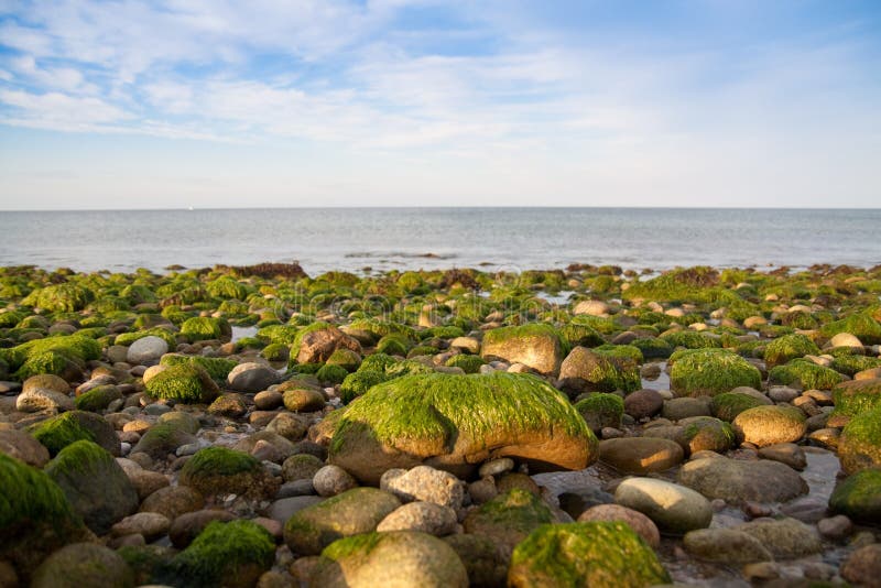 Mossy rocks stock image. Image of algae, horizon, moss - 8241969