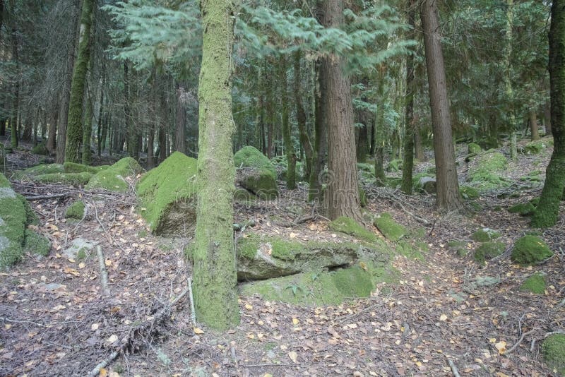 Mossy Rocks from Deep Forest Stock Image - Image of mossy, floor: 242230823
