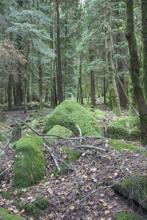 Mossy Rocks from Deep Forest Stock Photo - Image of fresh, park: 242230824
