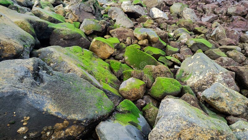 Mossy Rocks stock image. Image of mossy, piles, landscape - 321229653