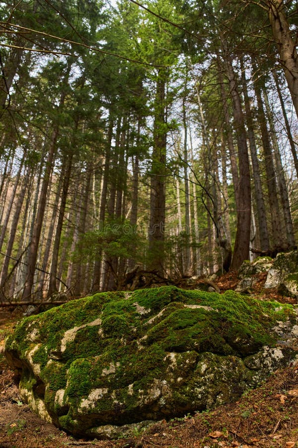 Mossy rocks in pine forest stock image. Image of wilderness - 376963853
