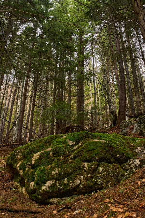 Mossy rocks in pine forest stock image. Image of undergrowth - 376963865