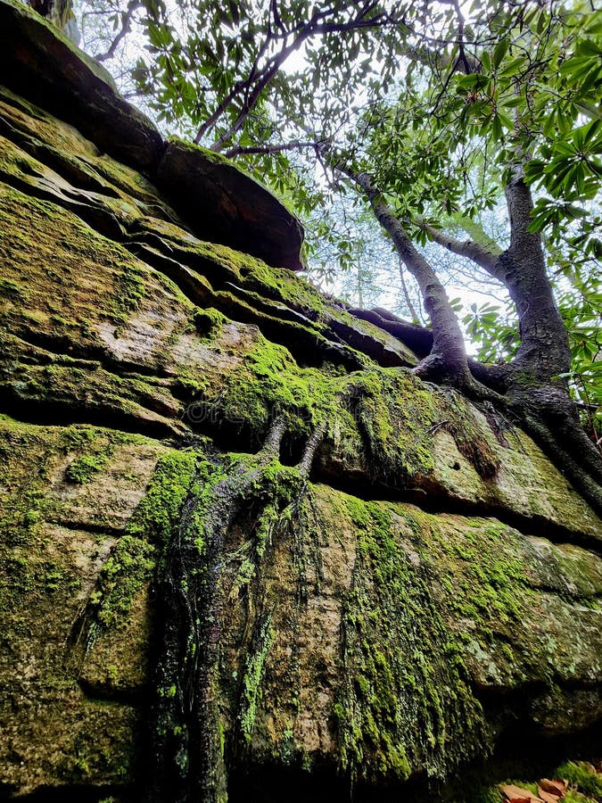 Mossy Rockwall Stock Photos - Free & Royalty-Free Stock Photos from ...