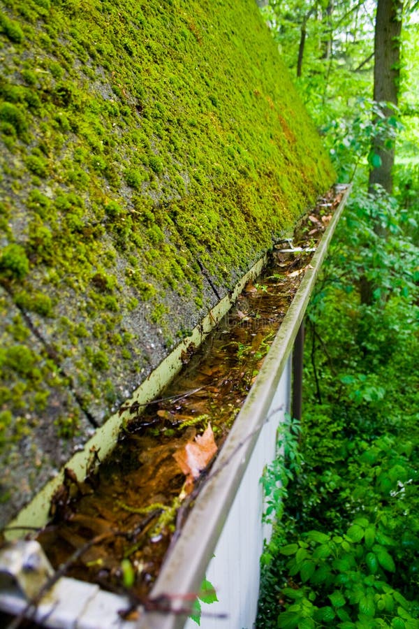 Mossy Roof and Filled Gutter. Stock Photo - Image of rainwater, spores ...