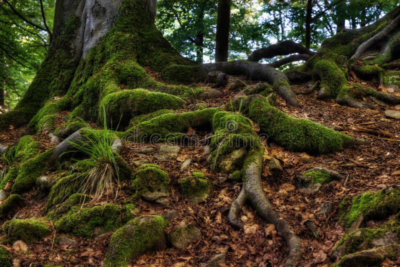 Mossy roots stock photo. Image of relaxing, sunny, trees - 42601810